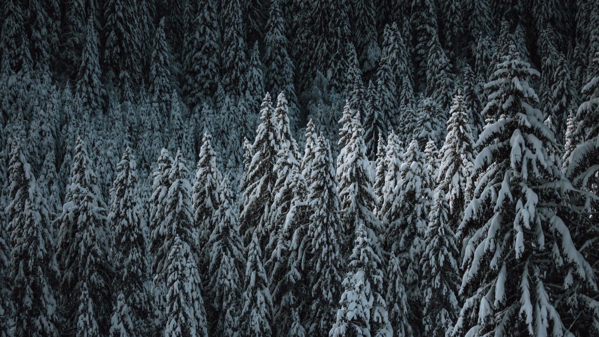 Navigate between the resorts | Portes du Soleil