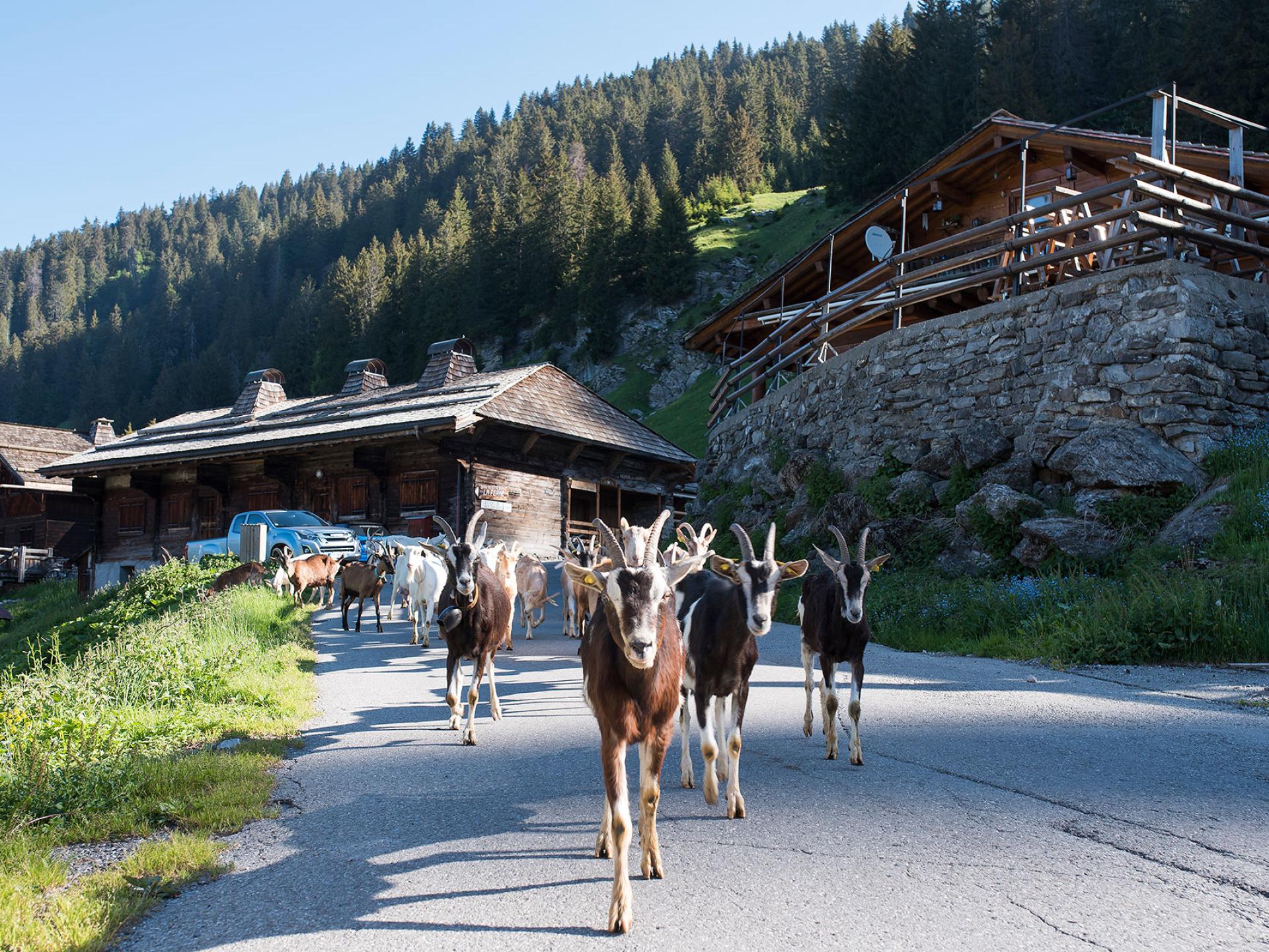 Montriond : station-village Montriond-Avoriaz | Montriond